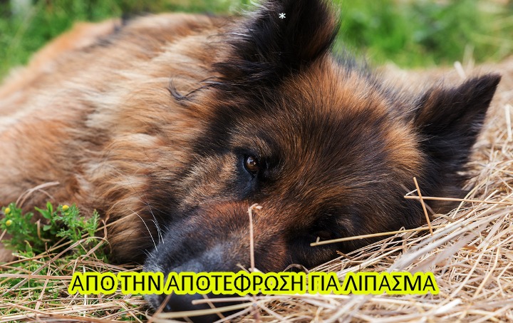 ΔΙΕΘΝΗΣ ΠΡΟΒΛΗΜΑΤΙΣΜΟΣ ΓΙΑ ΤΟΥΣ ΘΑΝΑΤΟΥΣ ΑΠΟ ΤΑ €ΜΒΟΛΙΑ - ΦΟΛΕΣ ΤΟΥ ...